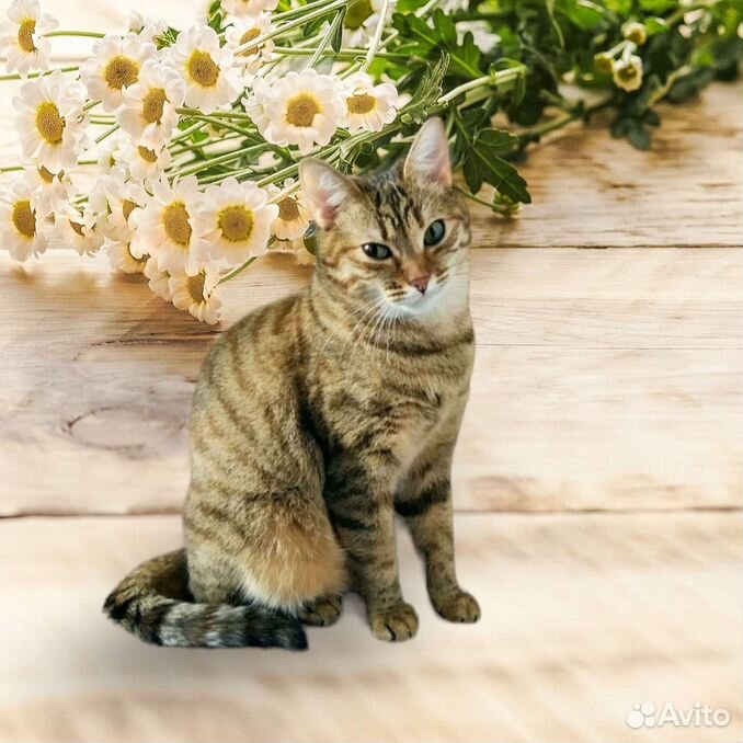 Кошка Жанна 1 год в добрые руки