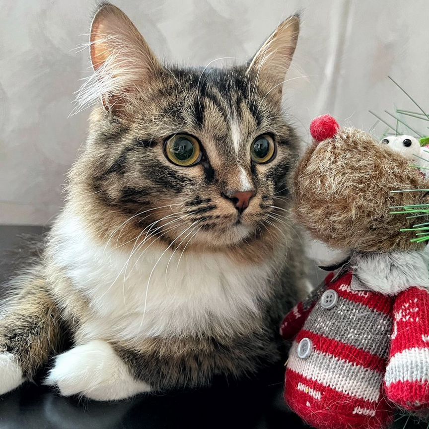 Взрослый кот от частного владельца