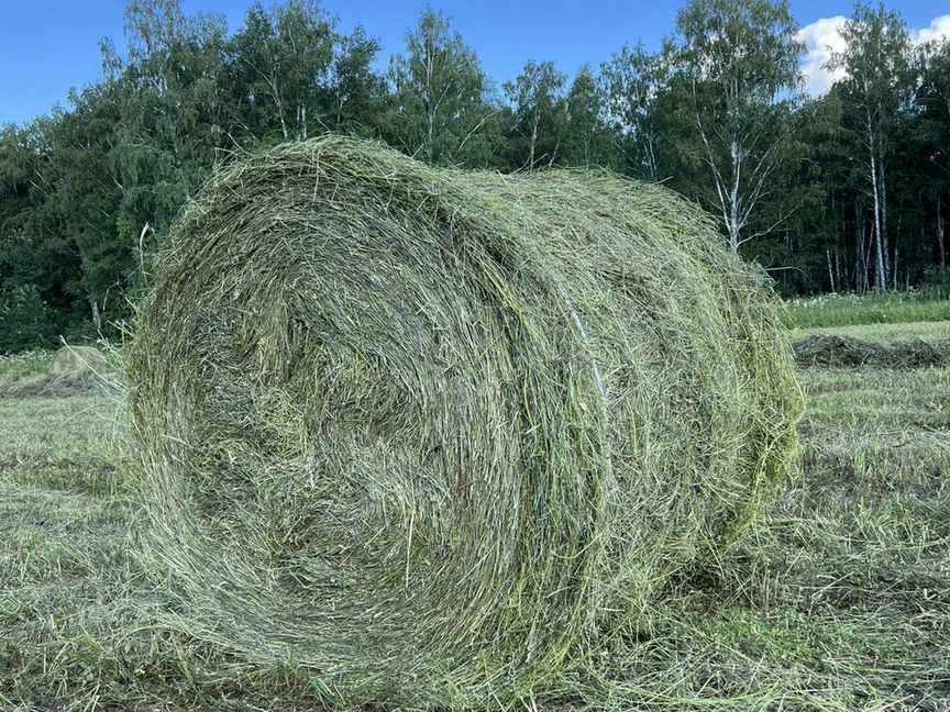 Сено в рулонах