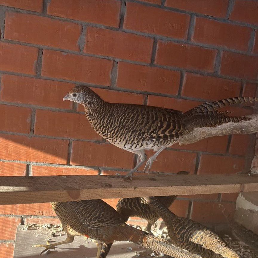 Фазаны, кеклики