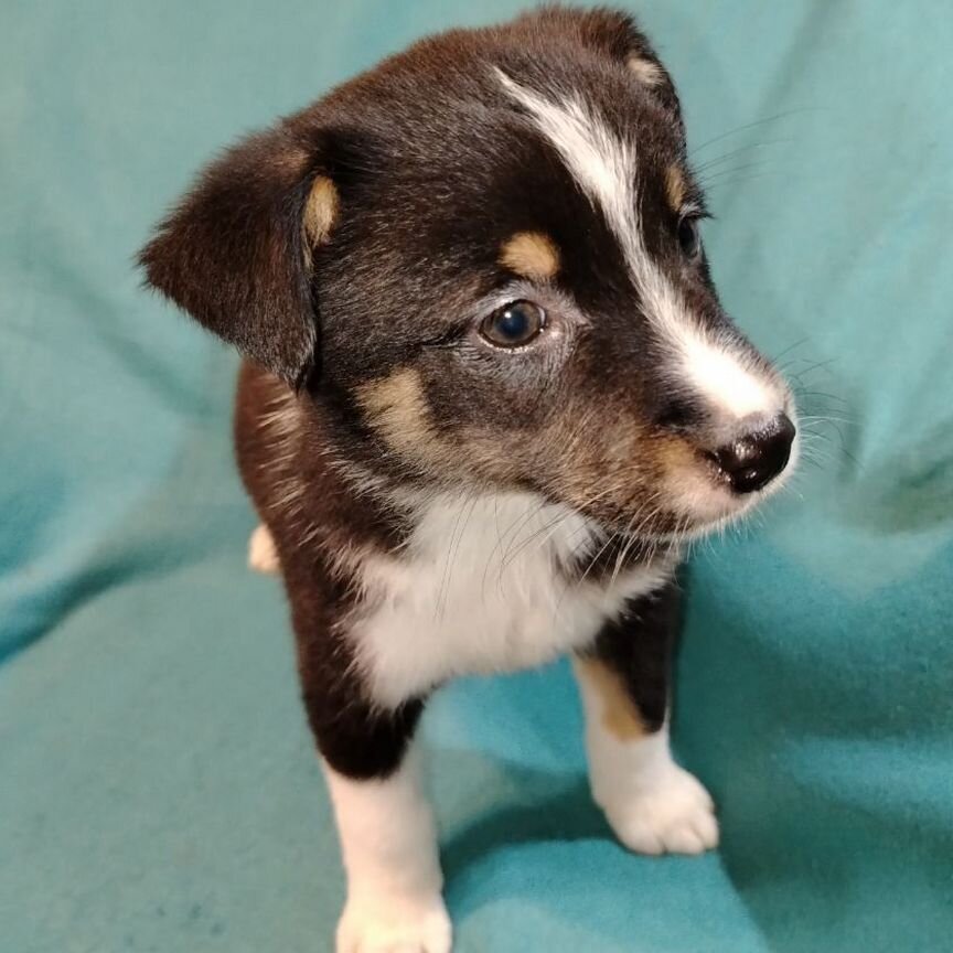 Миниатюрная американская овчарка, щенок