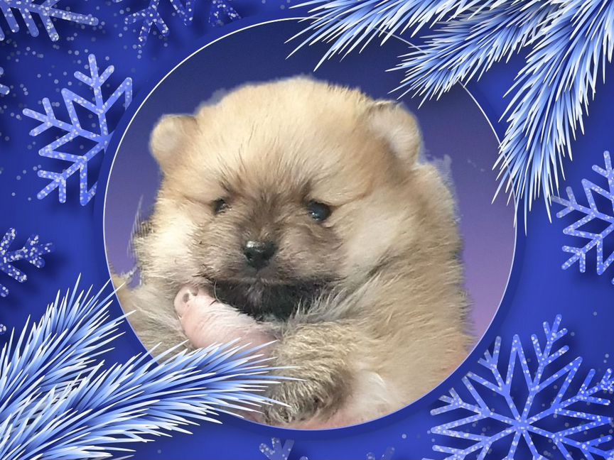 Щенки немецкого шпица