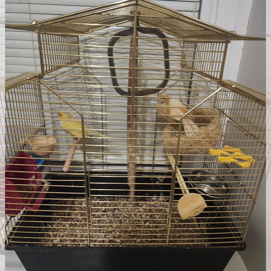 Кенара и канарейки