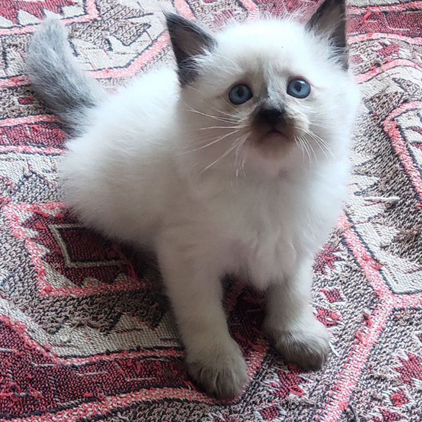 Котёнок мальчик