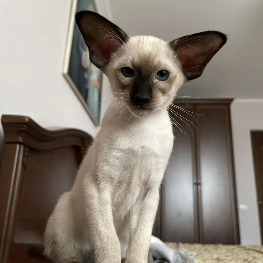 Ориентальные котята