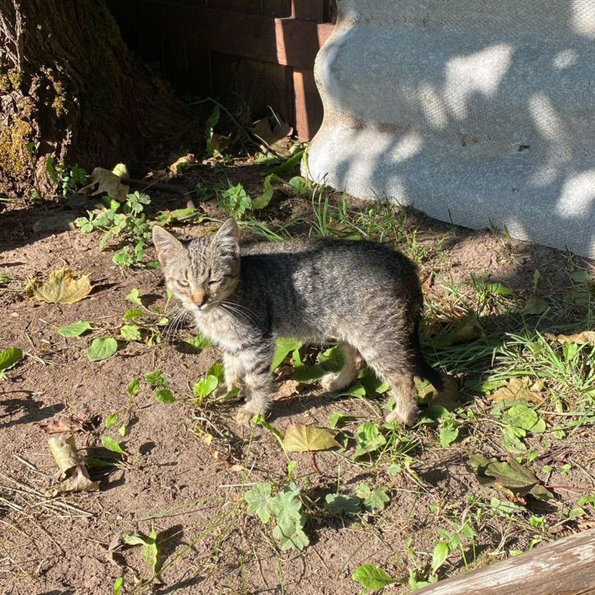 Котенок