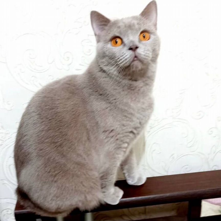 Кошечка лилового окраса