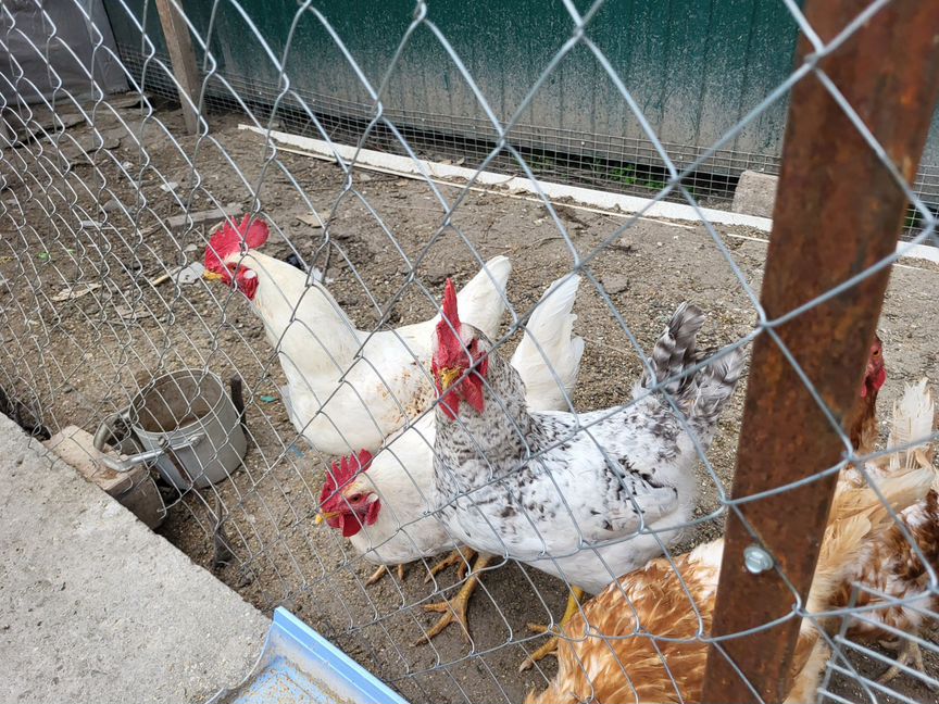 Молодые петушки