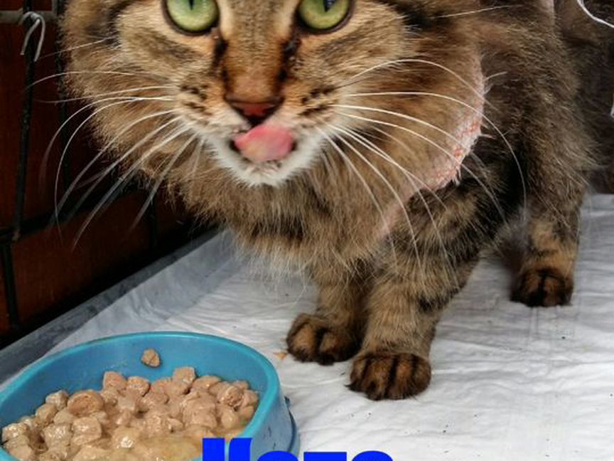 Кошки в добрые руки