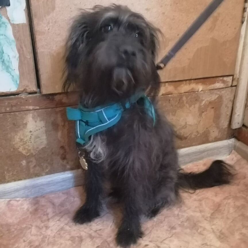 Щенок от частного владельца