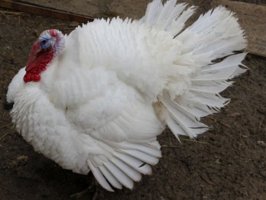 Индюшиное инкубационное яйцо