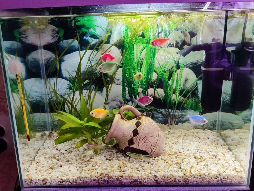 Аквариумные рыбки