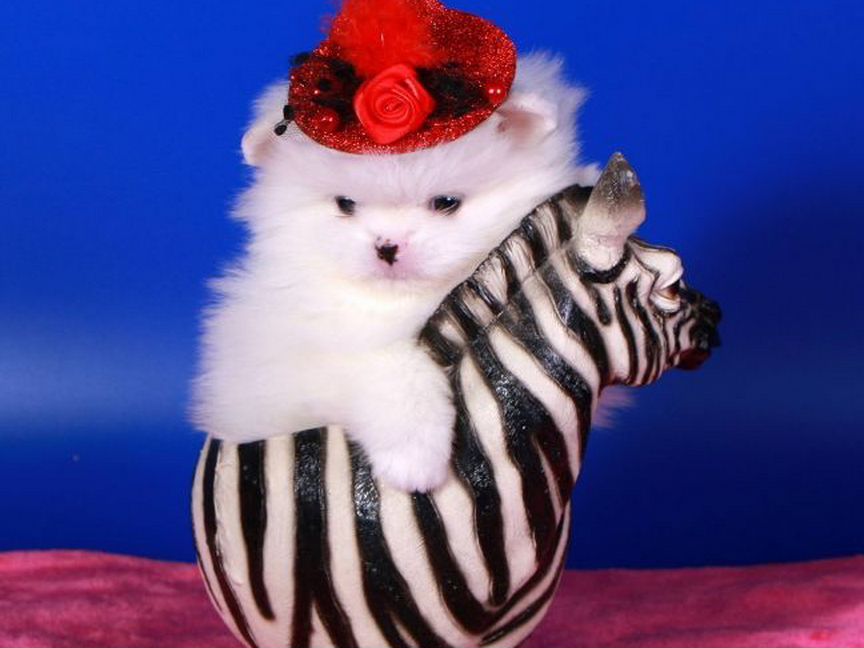 Белые детки с голубыми глазами