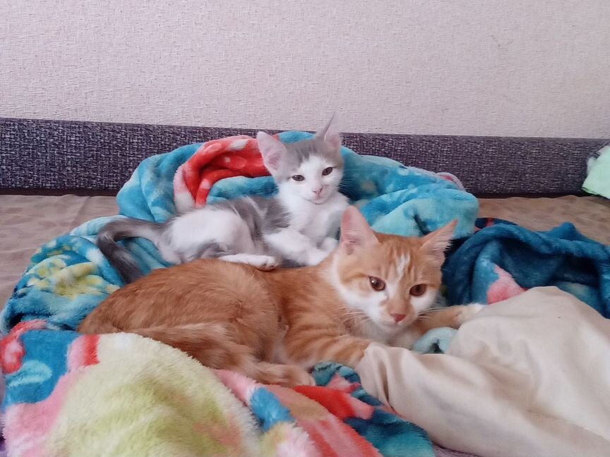 Кошки