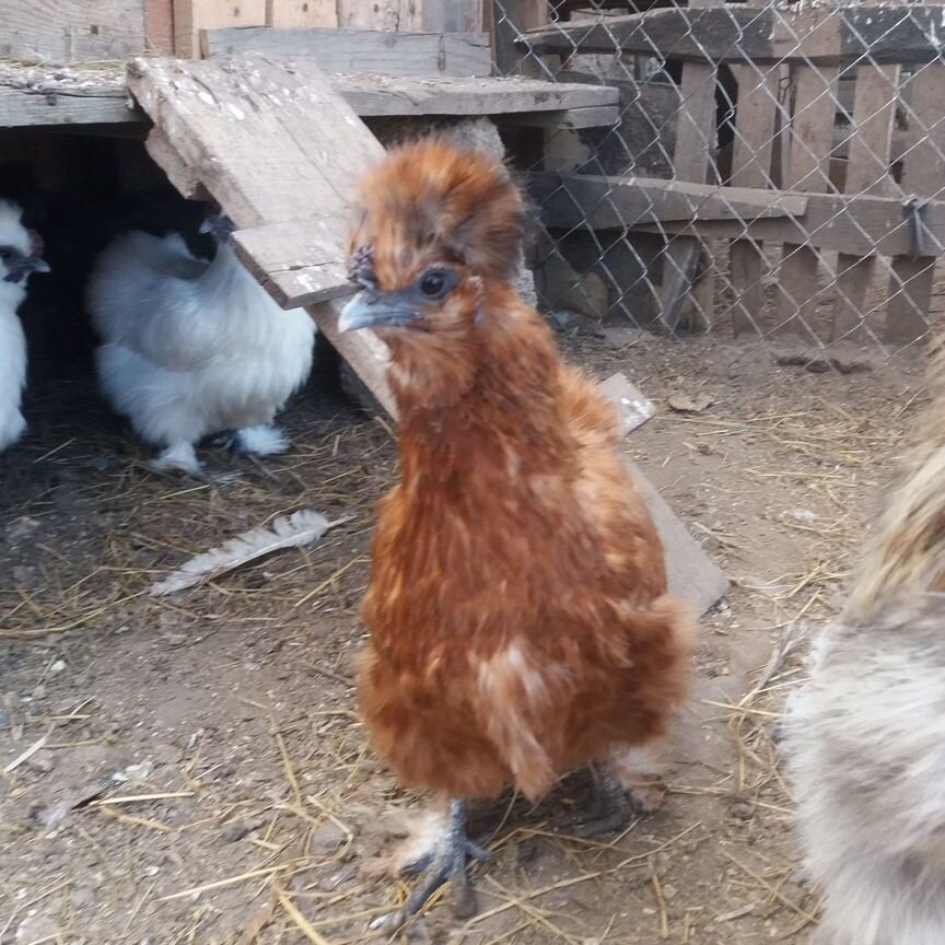 Инкубационные яйца китайской шелковой