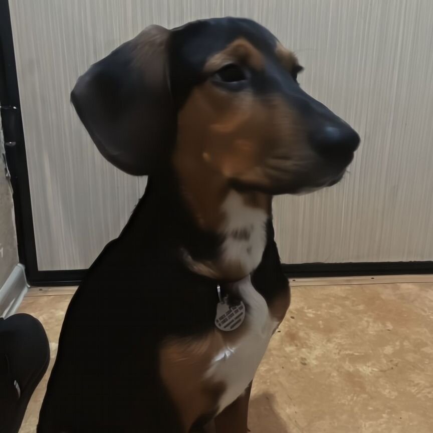 Бигль, щенок