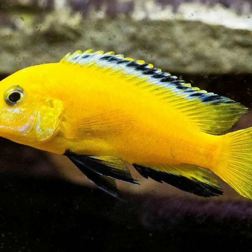 Малавийские цихлиды