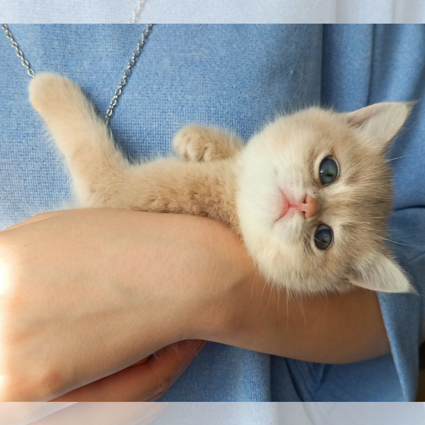 Котенок девочка окраса Шиншилла лиловое золото
