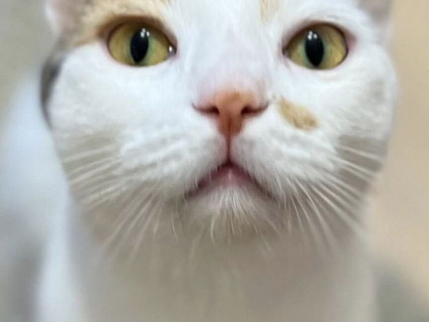 Котопёса ищет дом