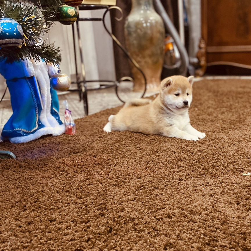 Сиба-ину, щенок