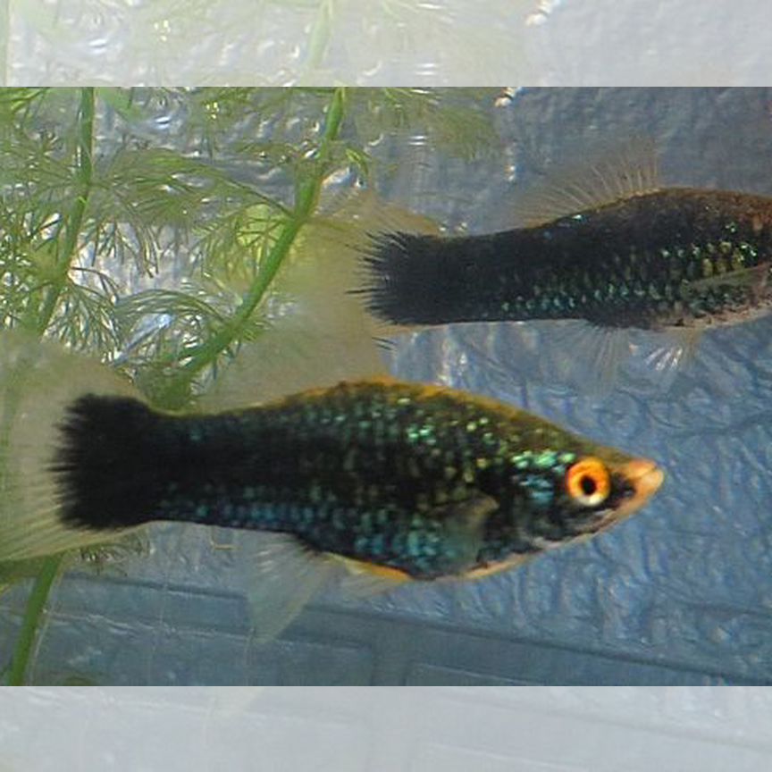 Подрощенные мальки черных меченосцев