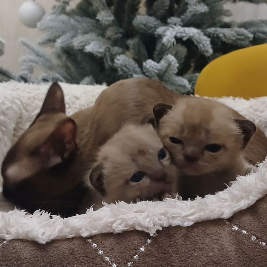 Европейский бурманский котёнок