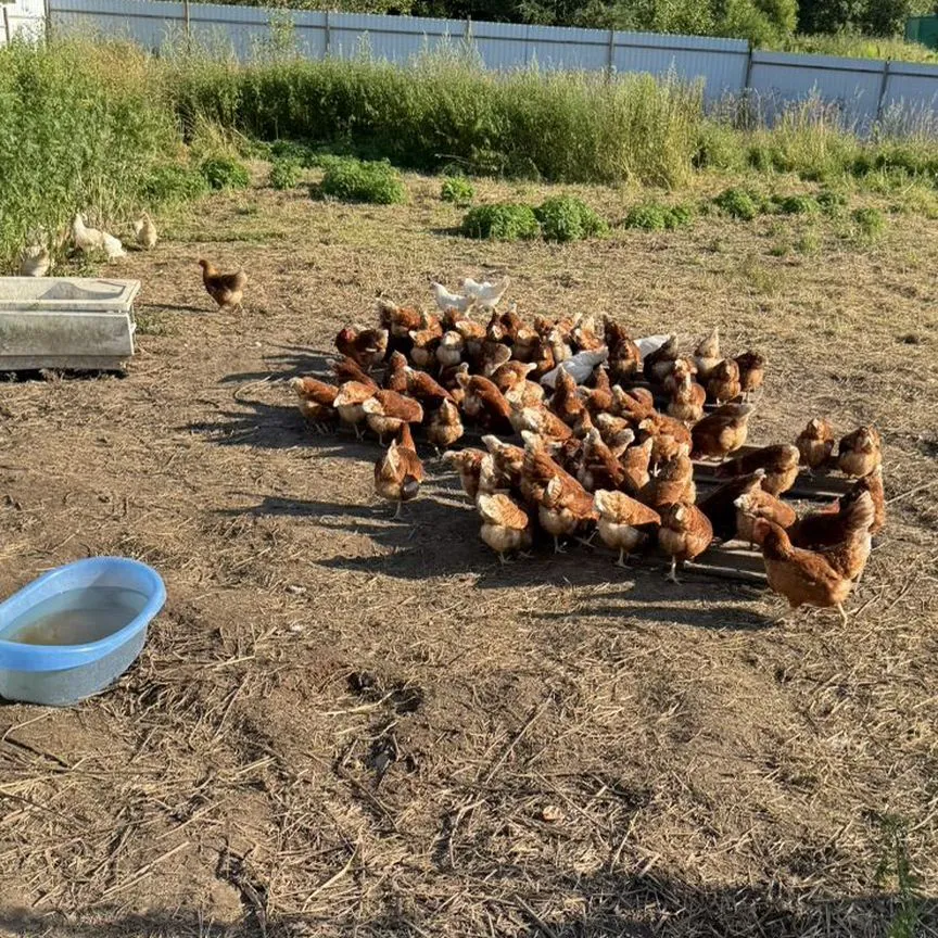 Куры несушки