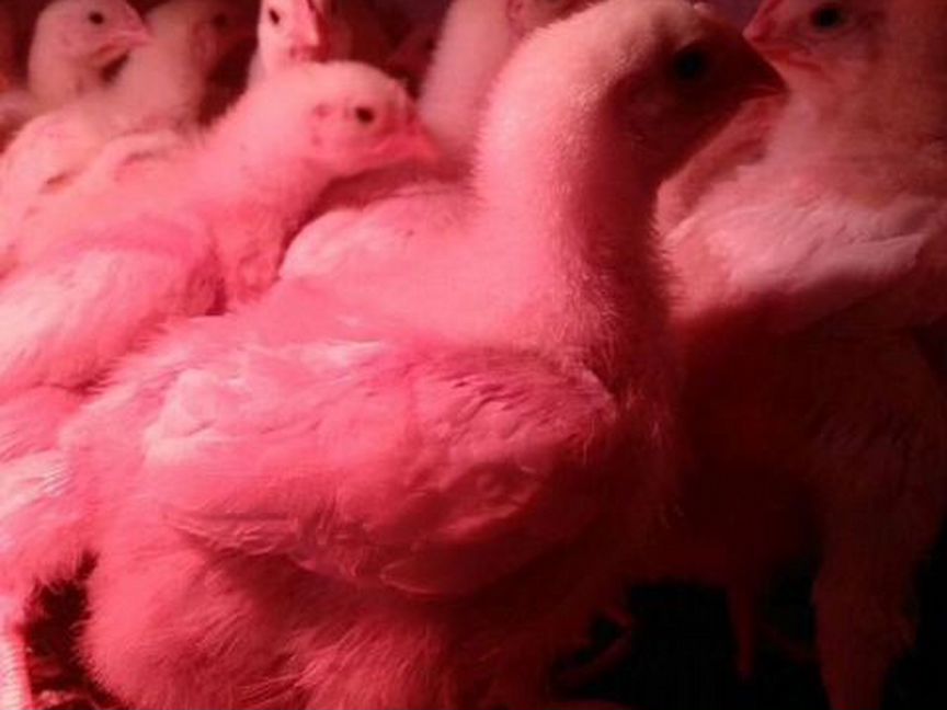 Цыплята бройлеры