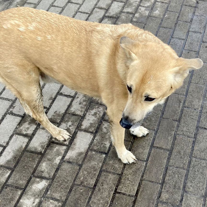 Замечена собака