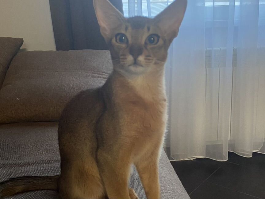 Абиссинская