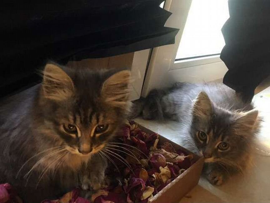 Порода сибирская кошка