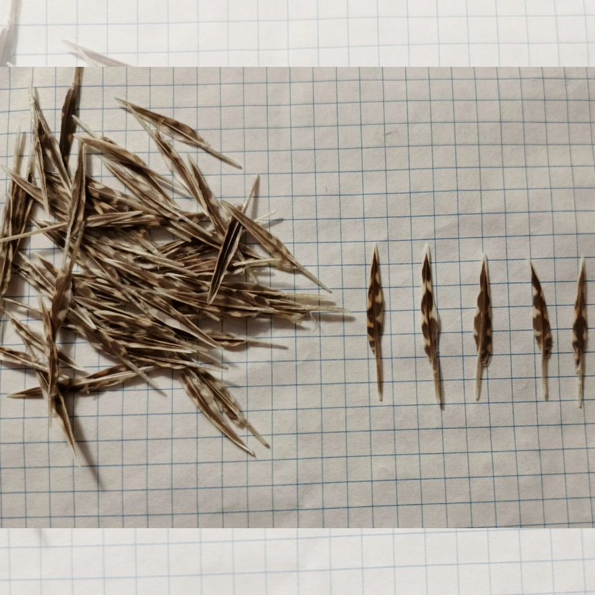 Перья Вальдшнепа