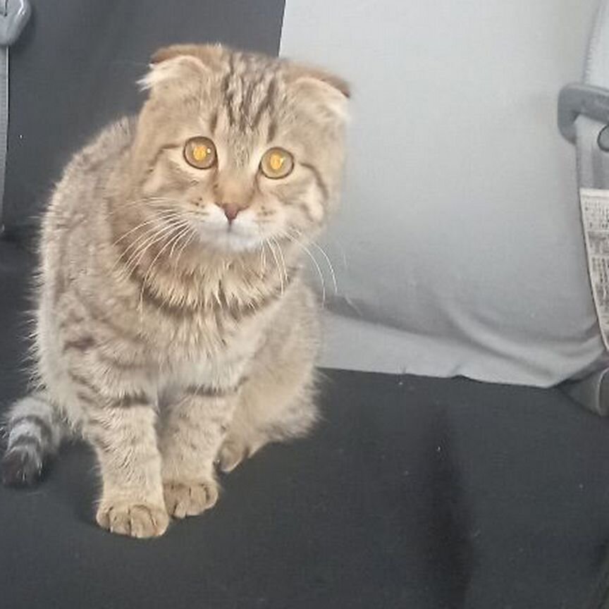 Шотландский вислоухий короткошёрстный котёнок