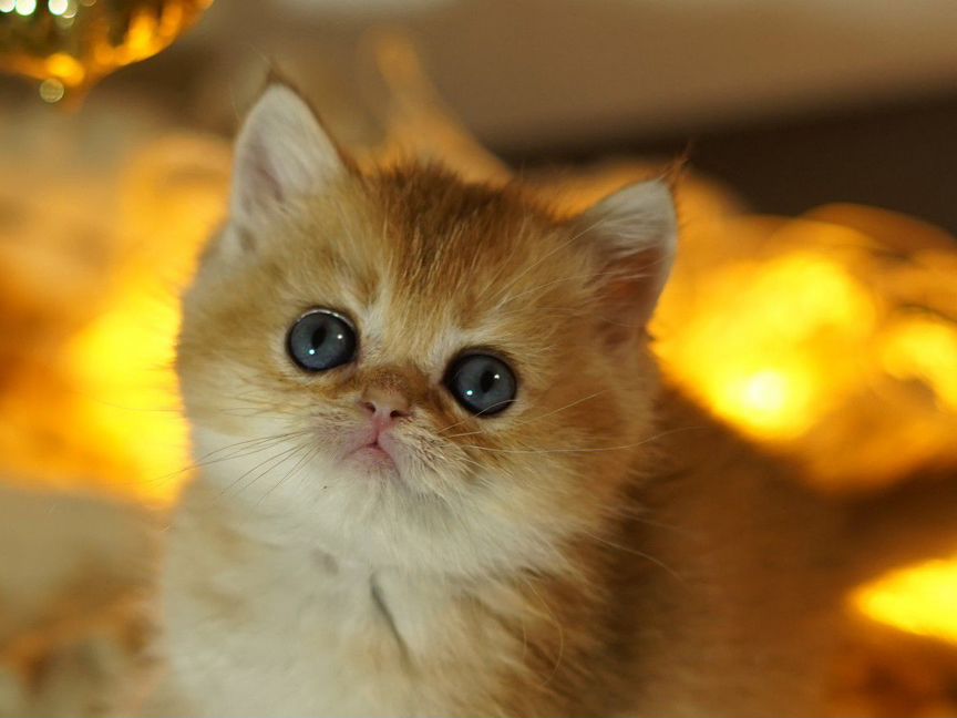 Котята золотая шиншилла