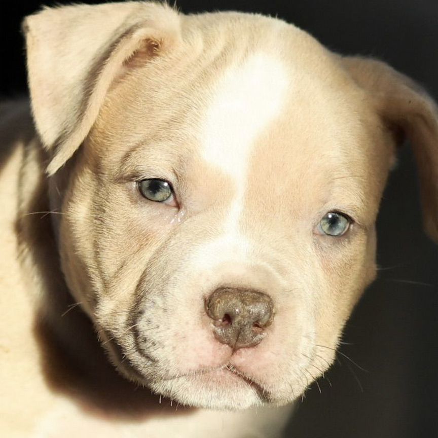 Американский булли, щенок