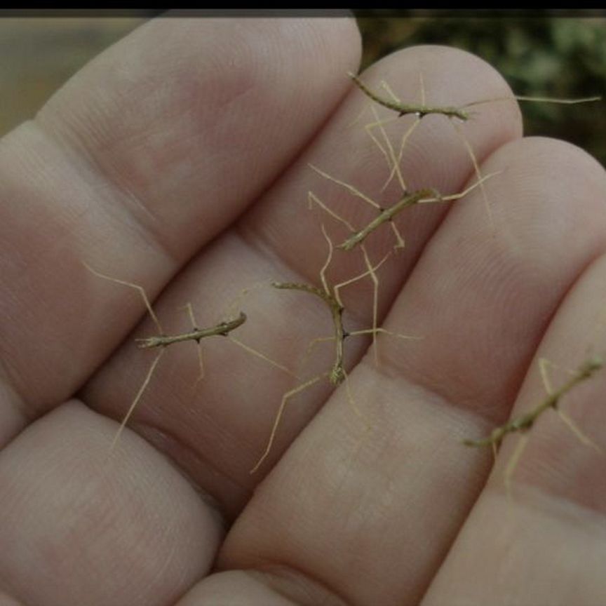 Палочник Аннамский