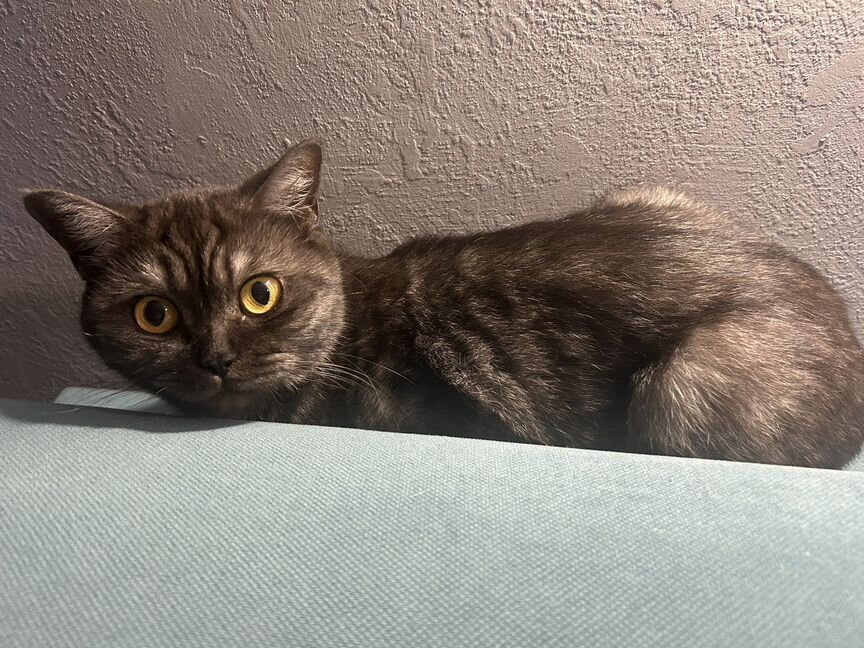 Шотландская кошка вязка