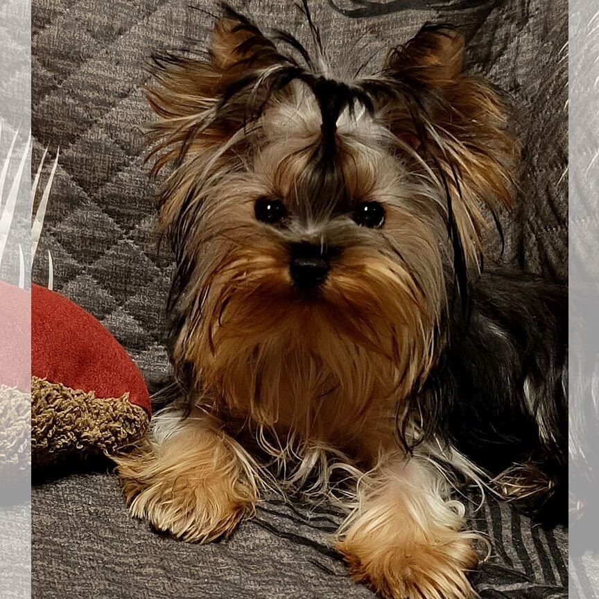 Йоркширский терьер, щенок