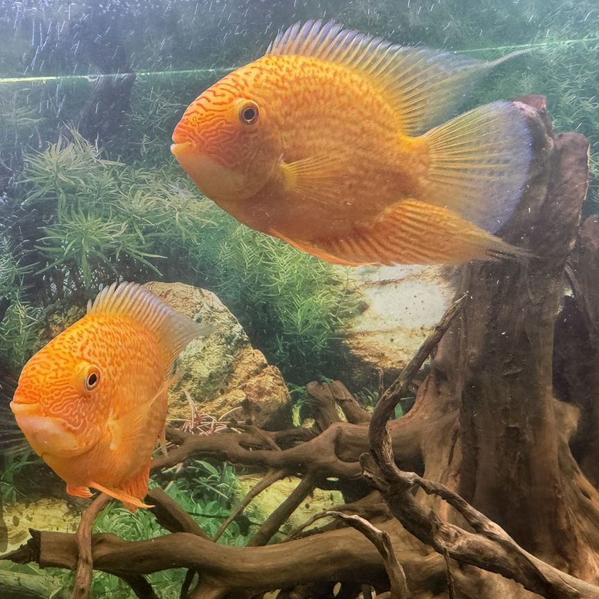 Северум красноточечный