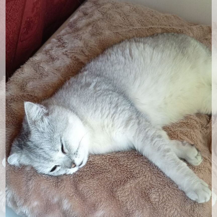 Шотландская вислоухая короткошёрстная, взрослая кошка