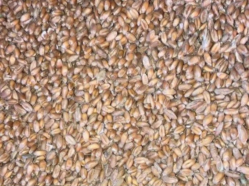 Семечко, Кормовая кукуруза корма