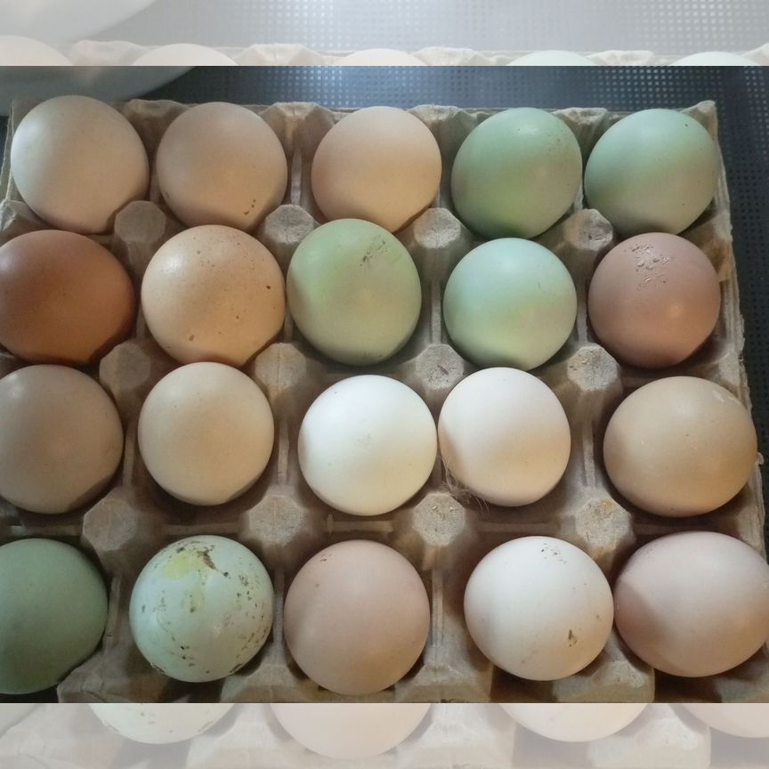 Яйца на инкубацию куриные