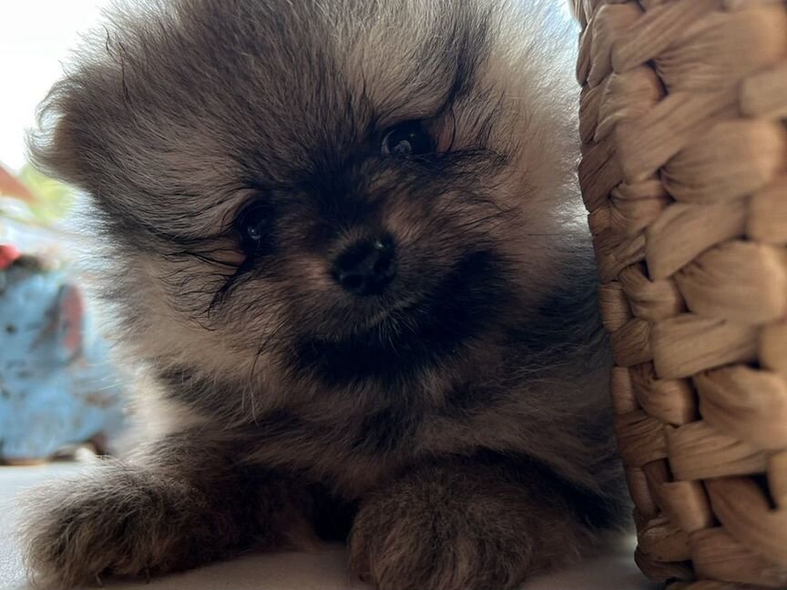 Щенки померанского шпица