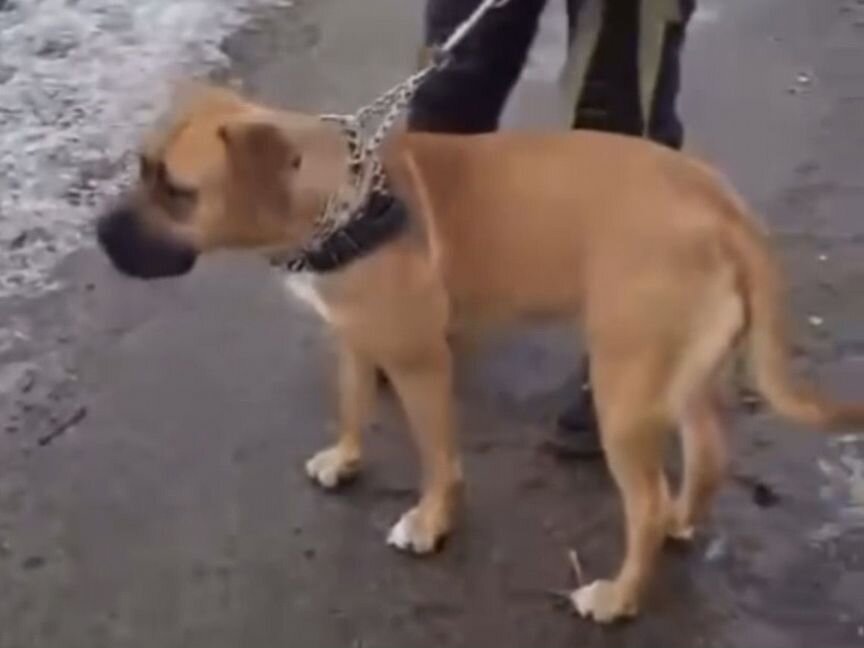 Собака в добрые руки отдам бесплатно