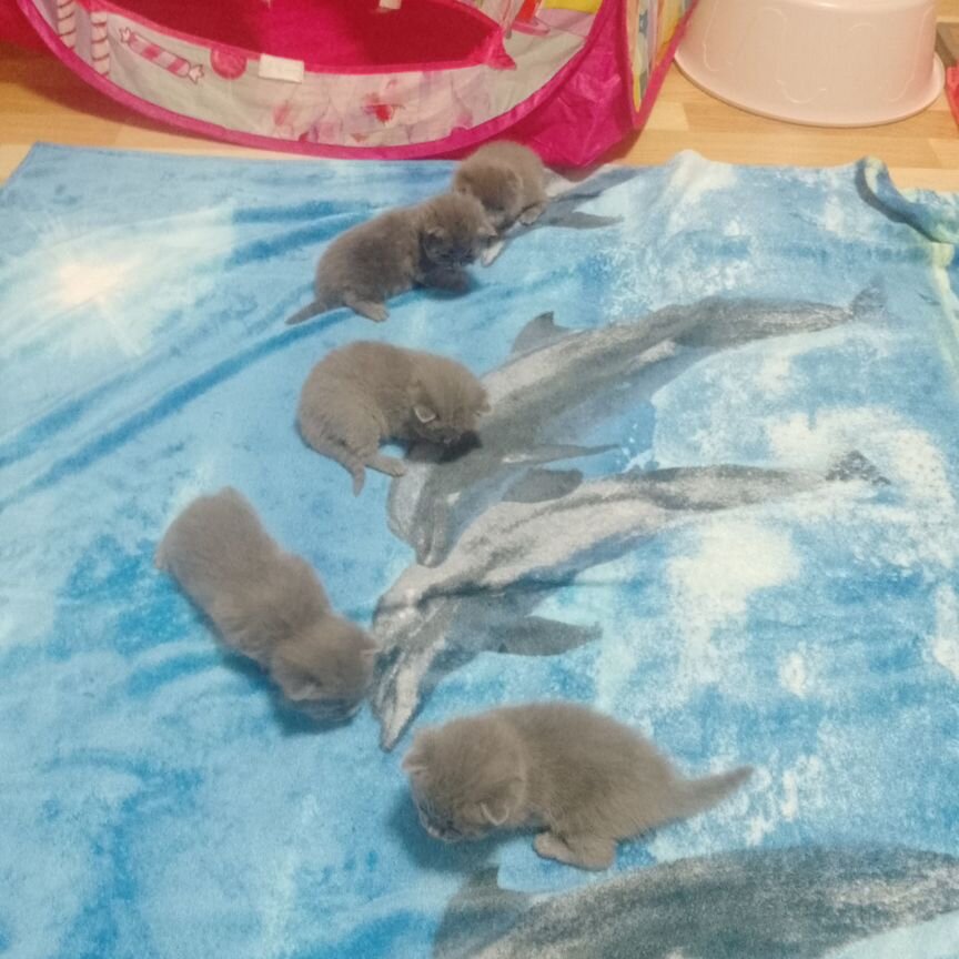 Плюшевые котята