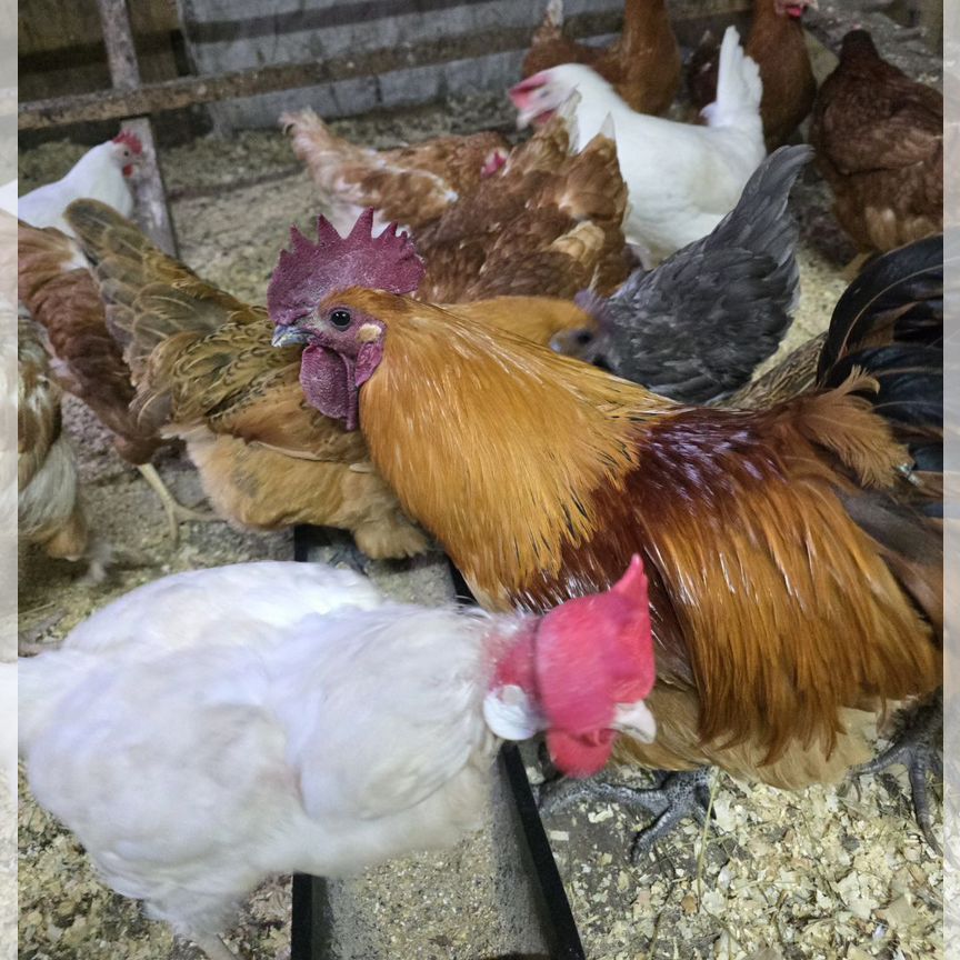 Петя порода лакендази