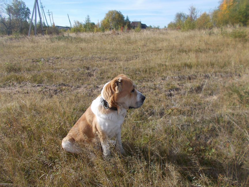 Вязка