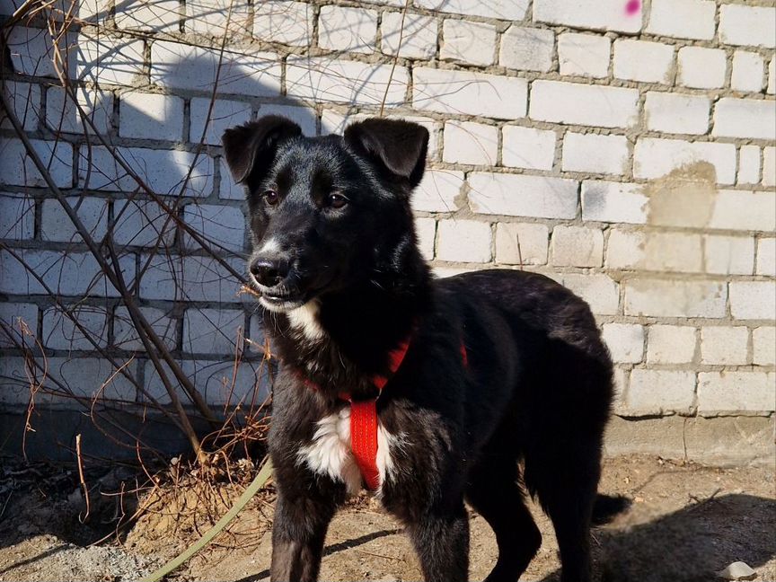 Собака в добрые руки