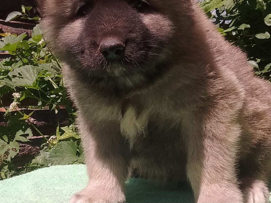 Щенки кавказской овчарки