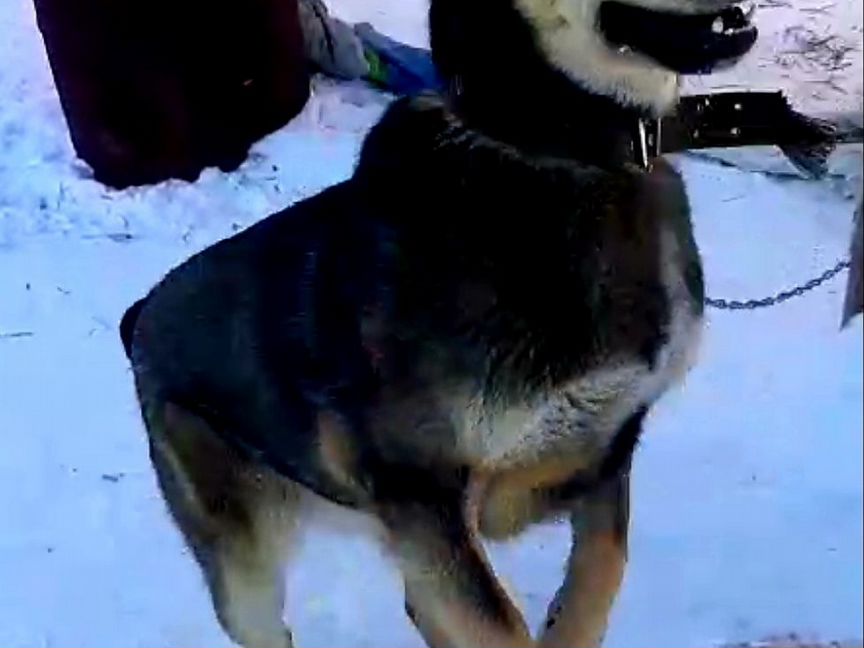 Собака в добрые руки